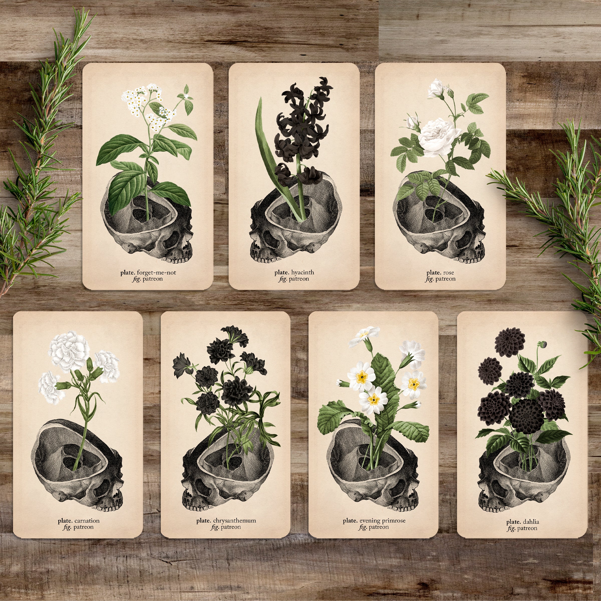 Plants of the Dead: Evening Primrose – Black and the Moon